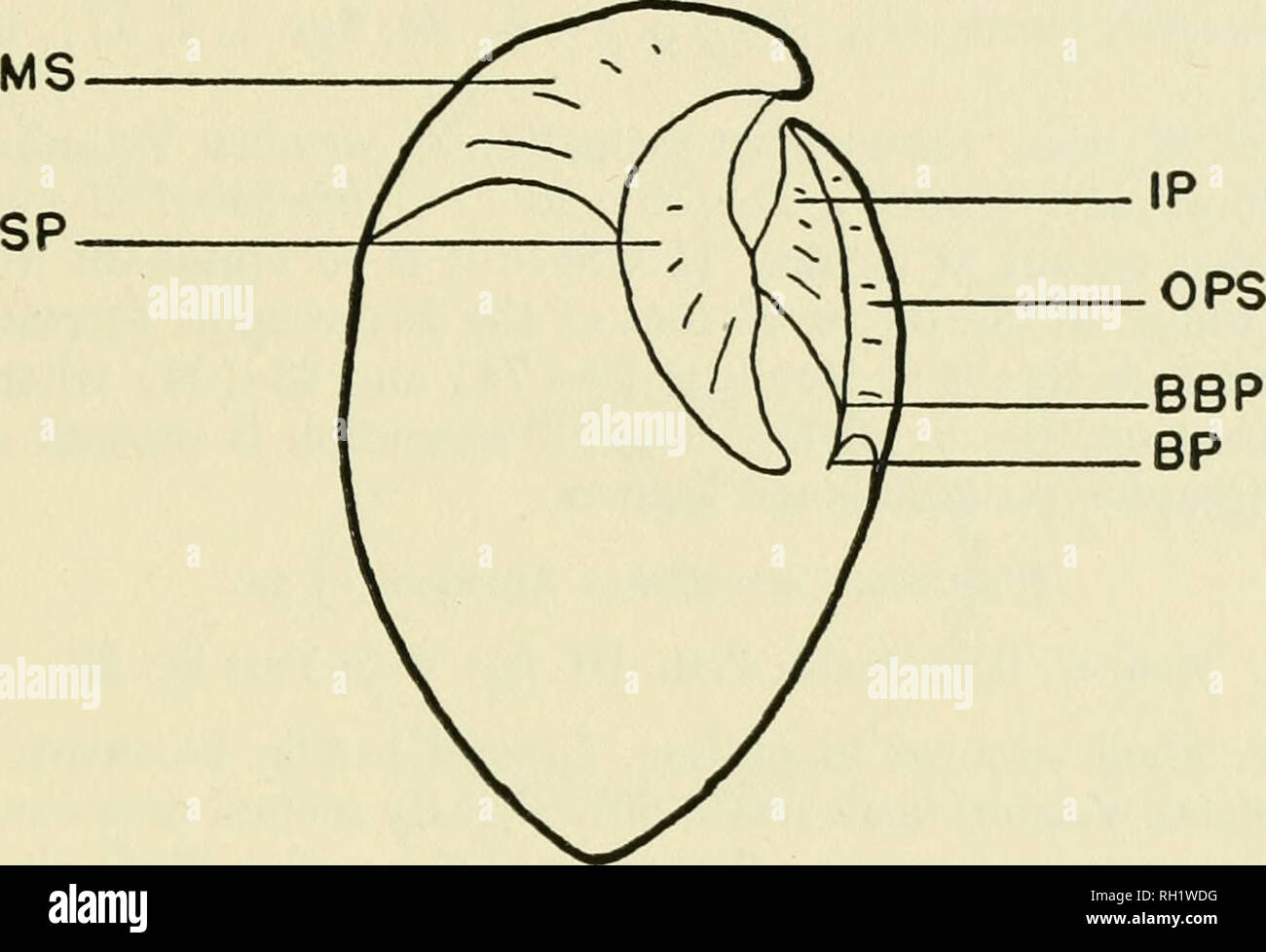 Pronounced umbo hi-res stock photography and images - Alamy