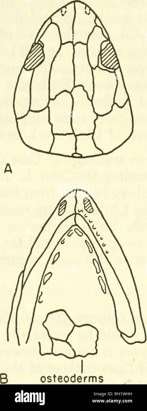 . Bulletin. Natural history; Natuurlijke historie. 10 REVISION OF THE ...
