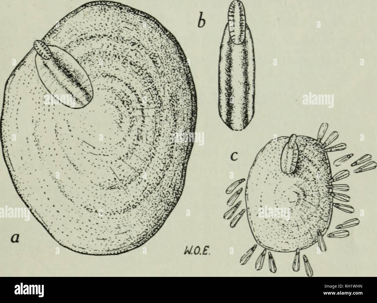 Scurfy leaf hi-res stock photography and images - Alamy