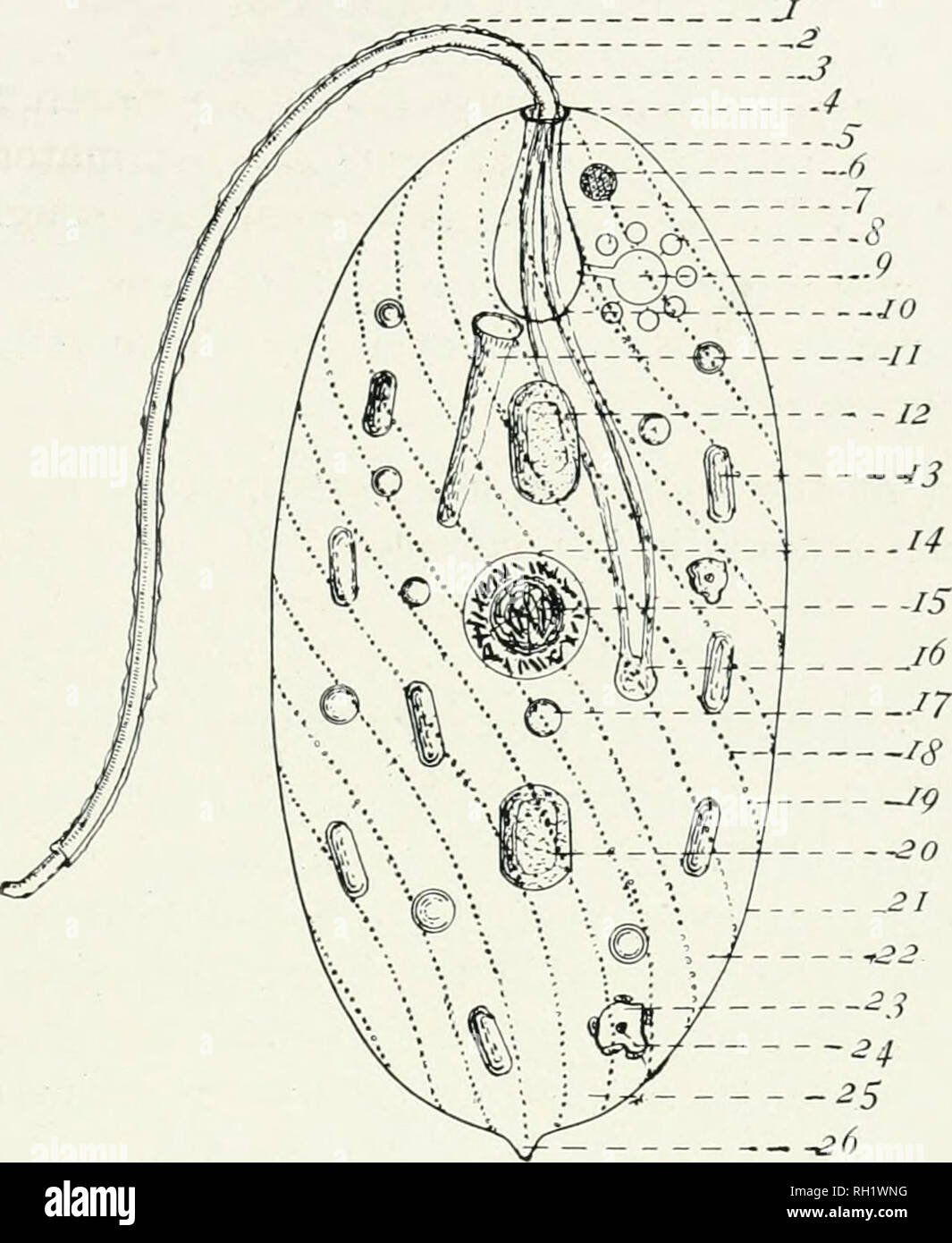 Paramylon hi-res stock photography and images - Alamy