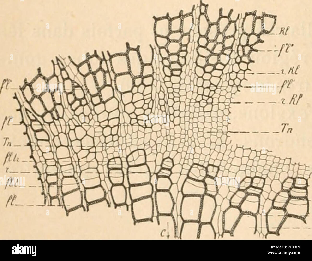 Tige ligneuse hi-res stock photography and images - Alamy