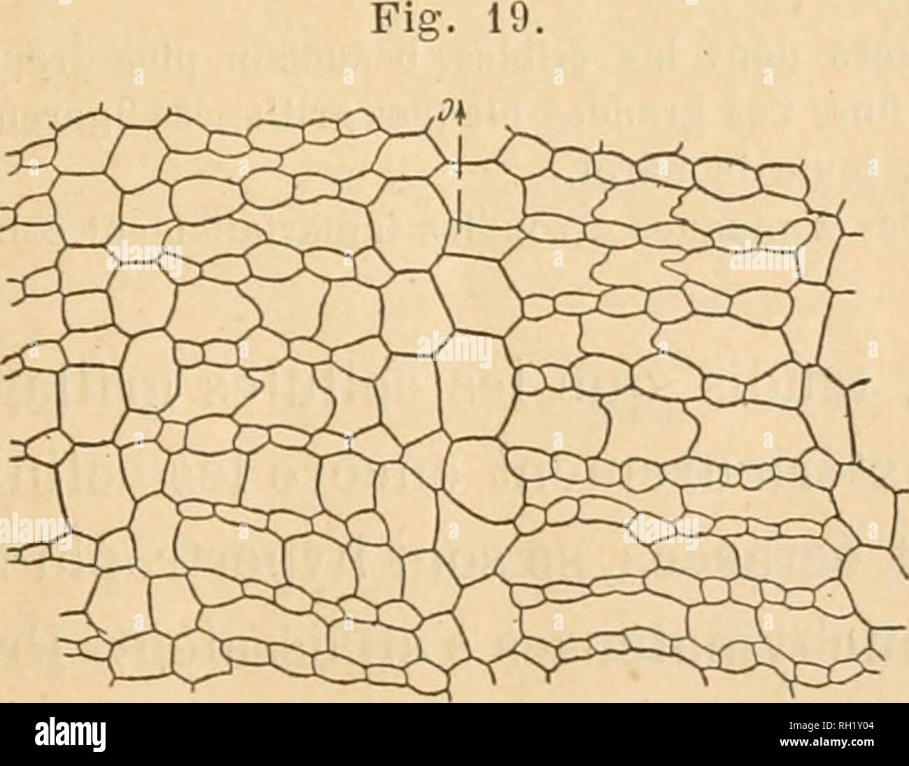 Tige ligneuse hi-res stock photography and images - Alamy