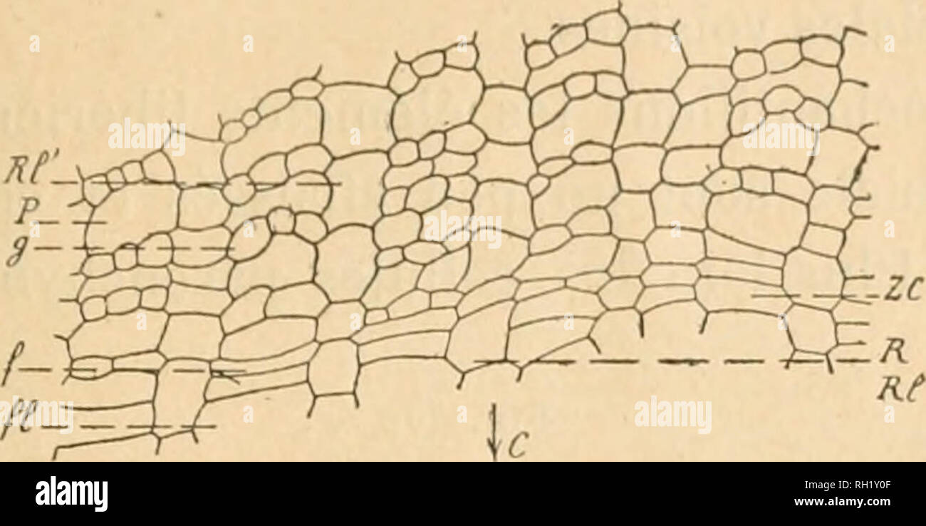 Tige ligneuse hi-res stock photography and images - Alamy