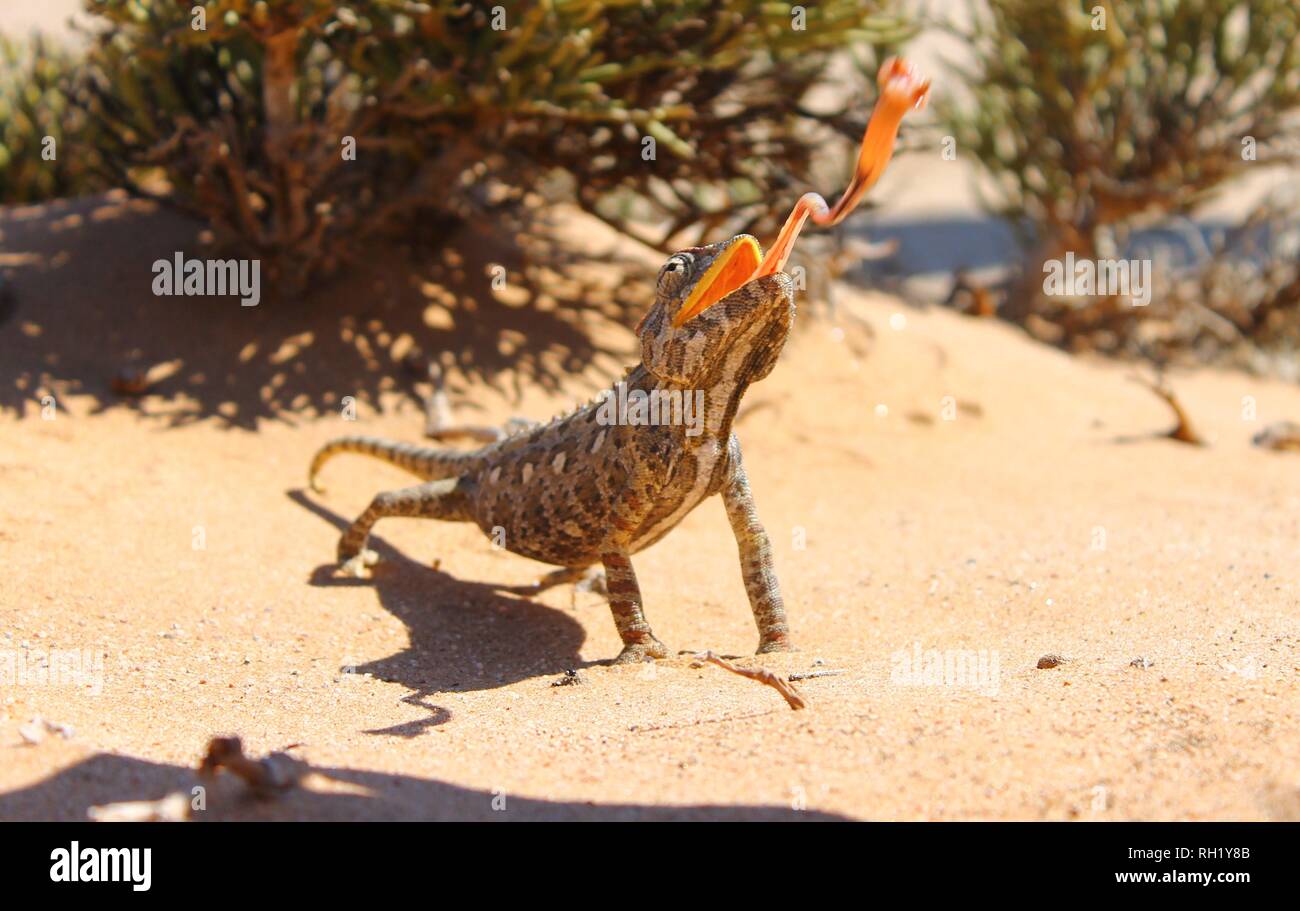 A Chameleon reaching for food Stock Photo - Alamy