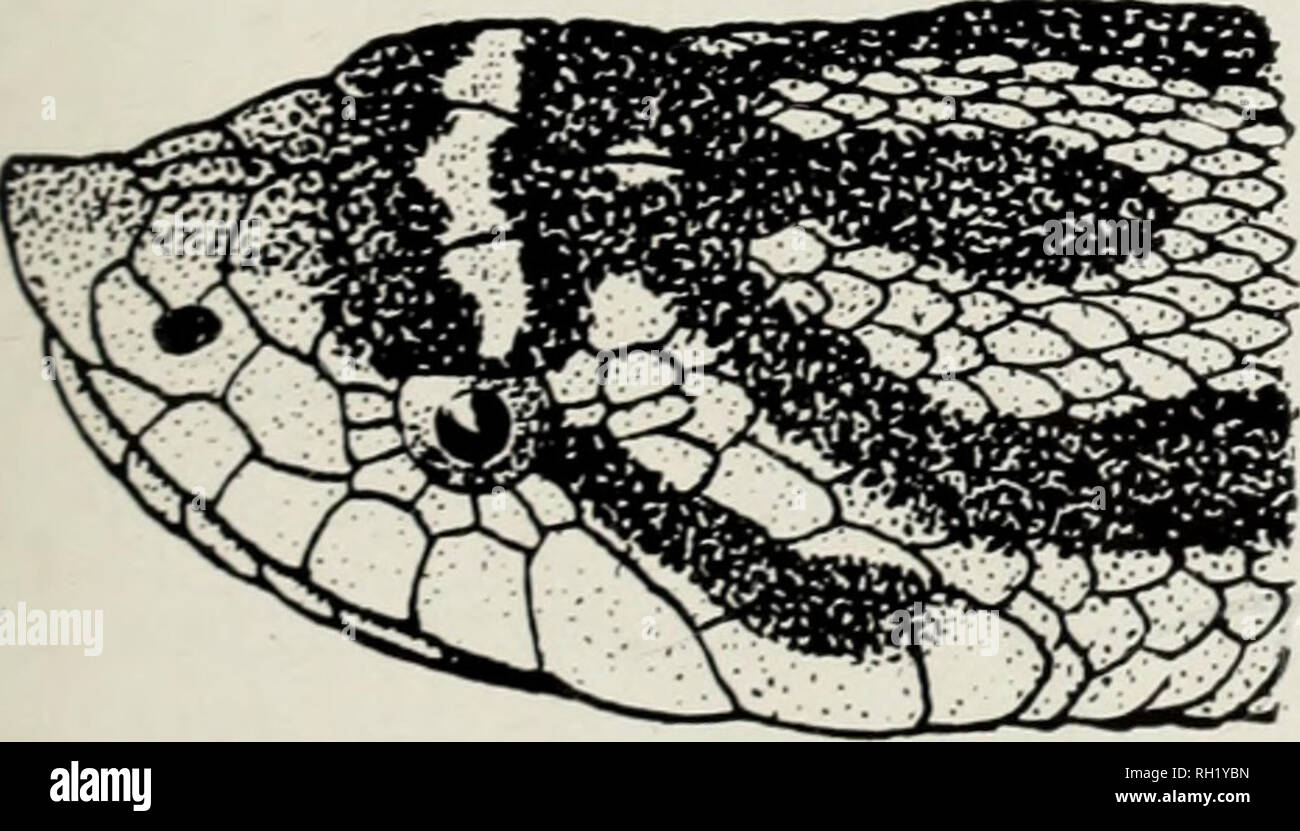 . Bulletin. Royal Ontario Museum of Zoology; Zoology; Zoology. ROYAL ...