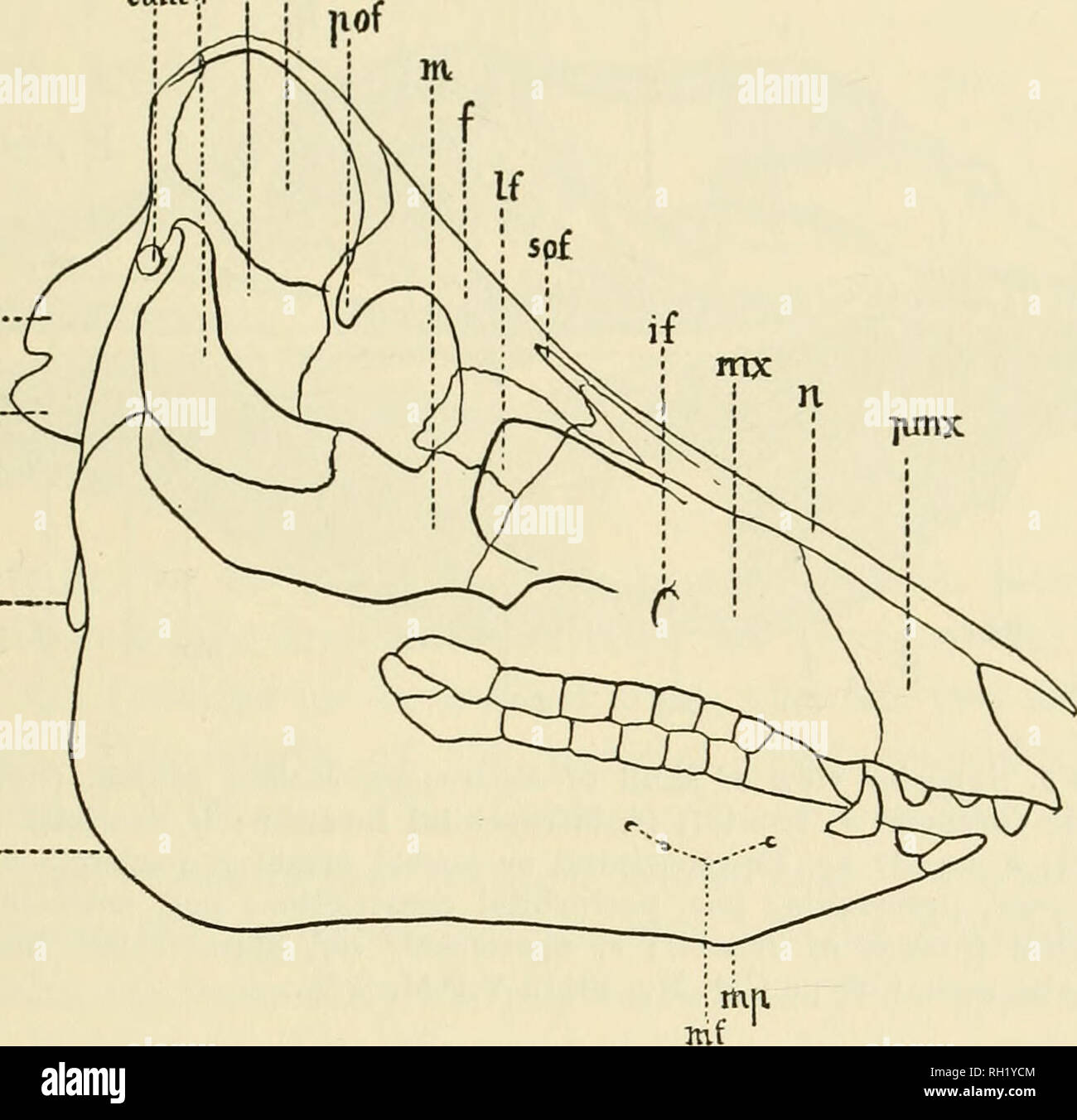 . Bulletin. Natural history; Natuurlijke historie. AXIAL SKELETON 11 ...