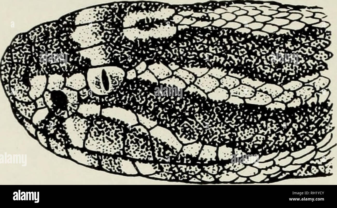 Ontario snakes hi-res stock photography and images - Alamy