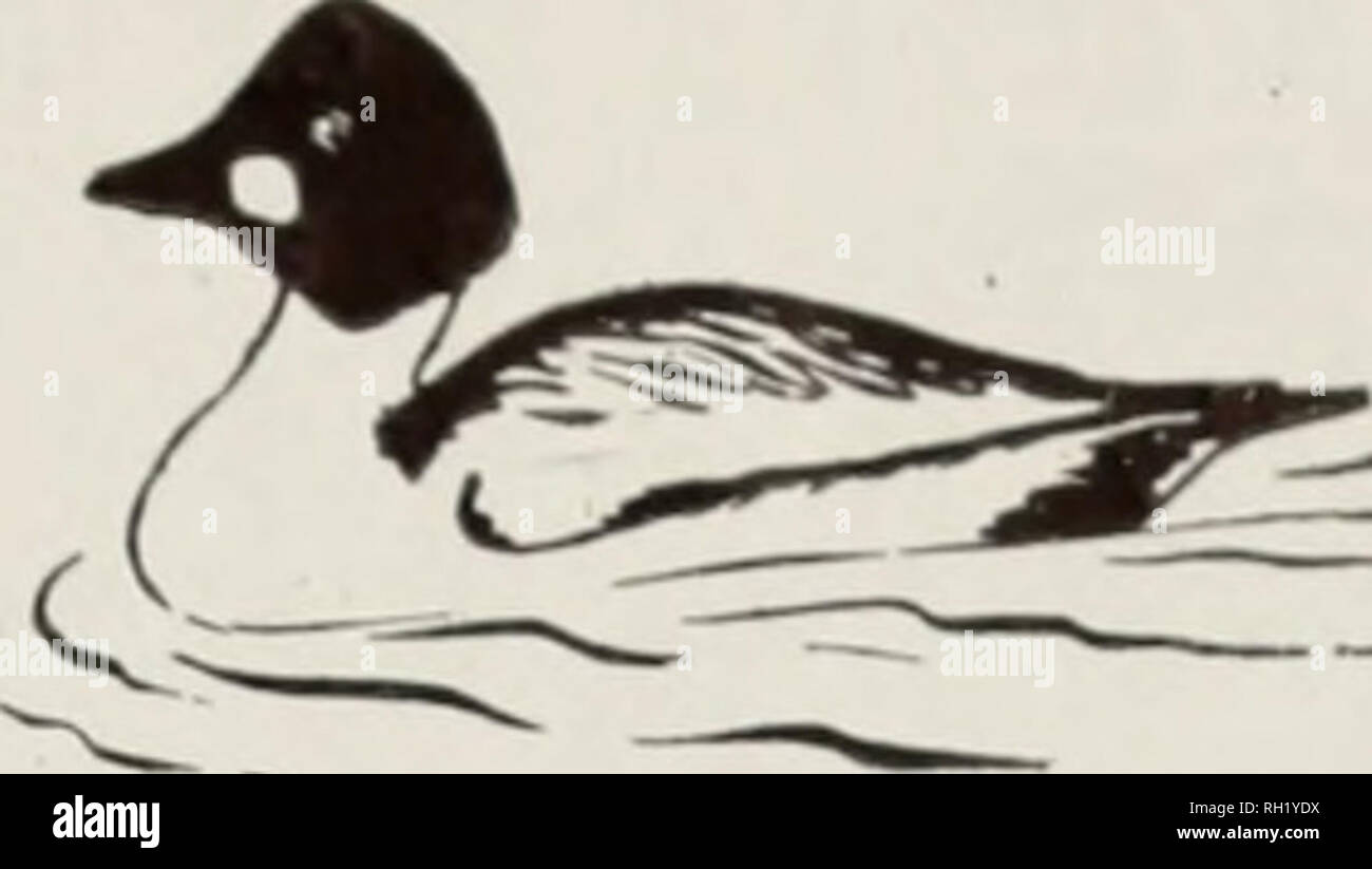 Old squaw ducks hi-res stock photography and images - Alamy