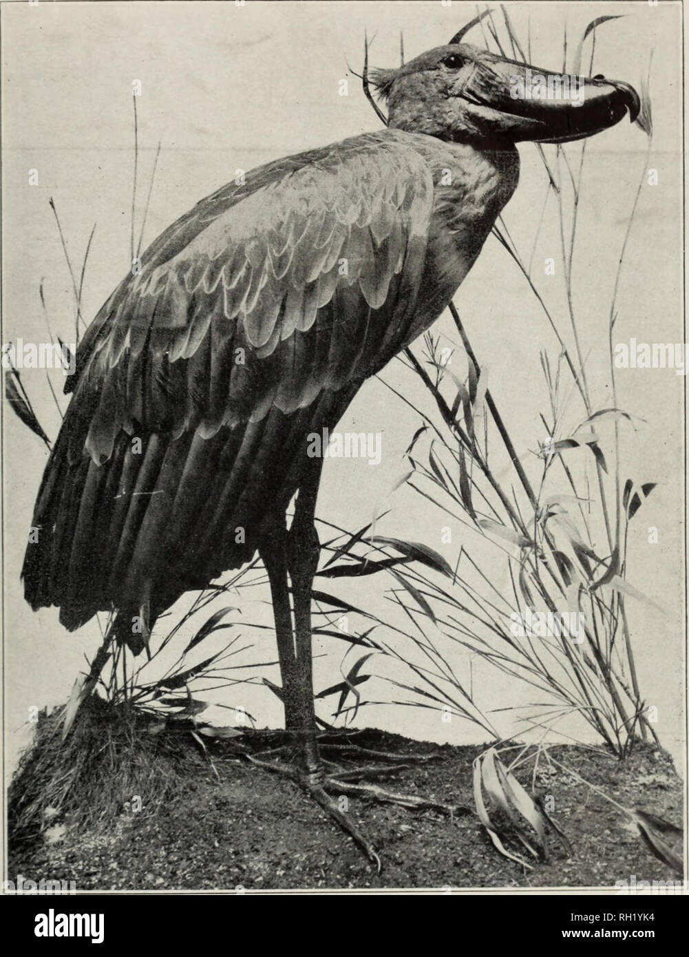 Nine headed bird hi-res stock photography and images - Alamy