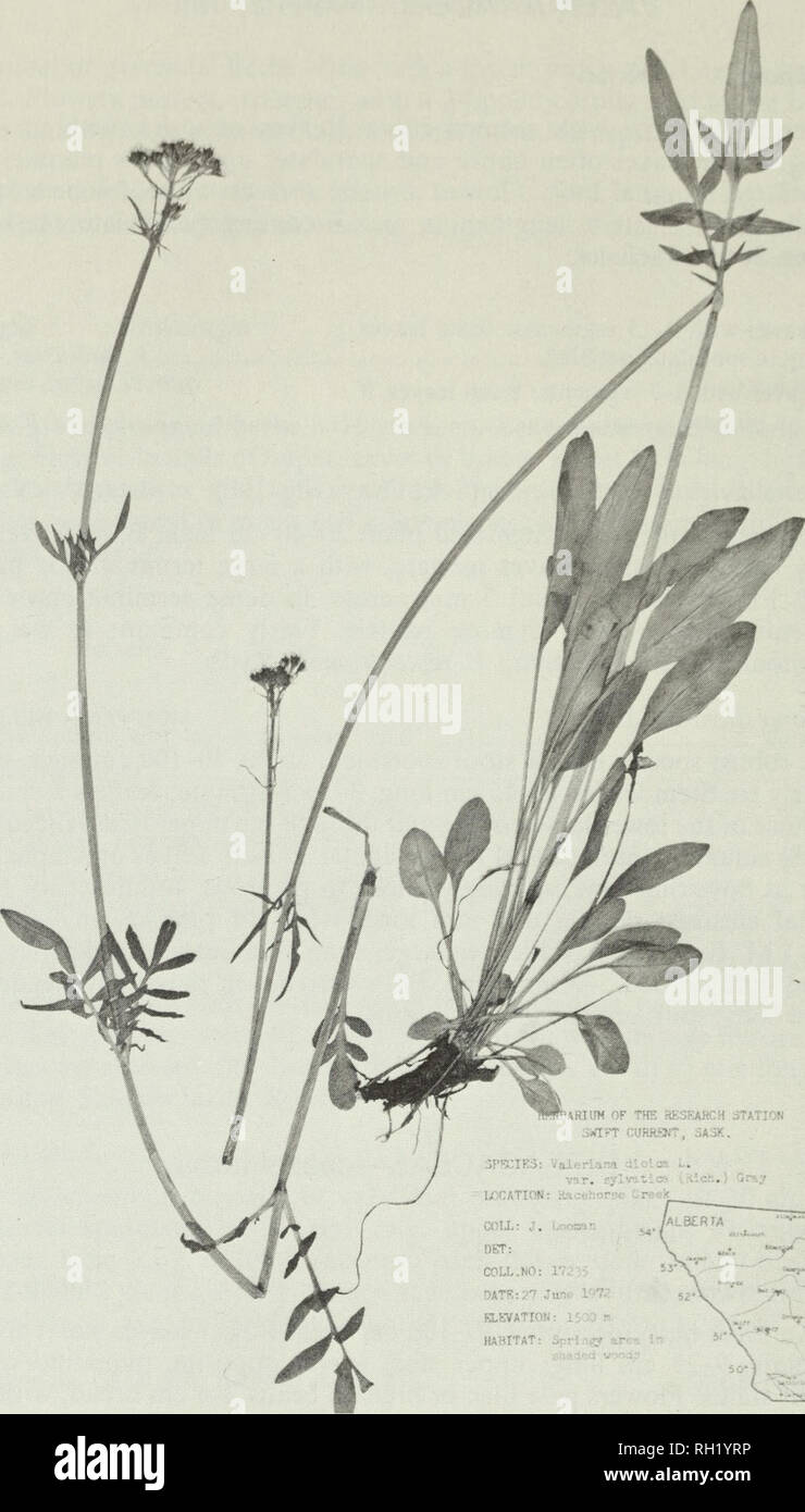 Valeriana dioica hi-res stock photography and images - Alamy