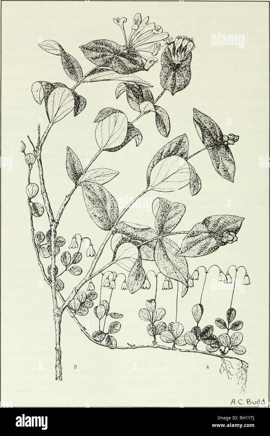 . Budd's flora of the Canadian Prairie Provinces. Botany; Botanique ...