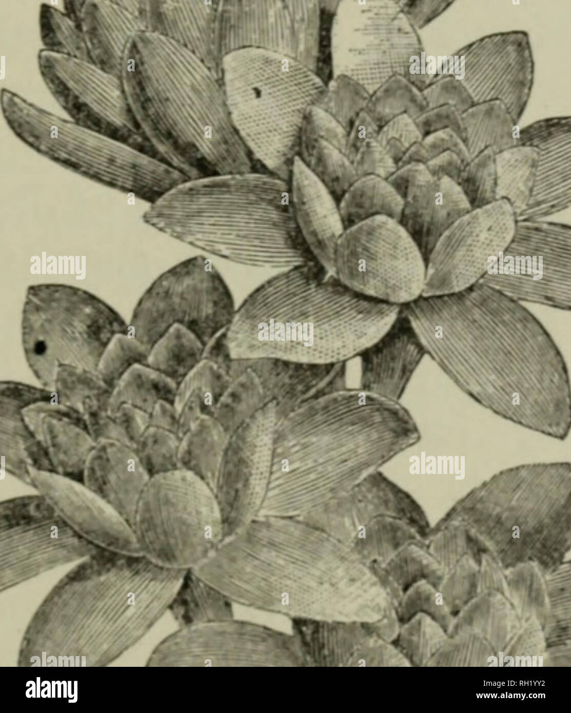 . Bulbs and tuberous-rooted plants; their history, description, methods ...