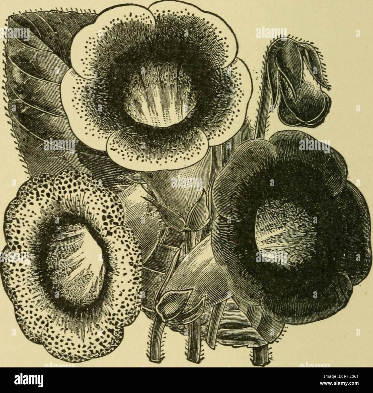 . Bulbs and tuberous-rooted plants : their history, description ...