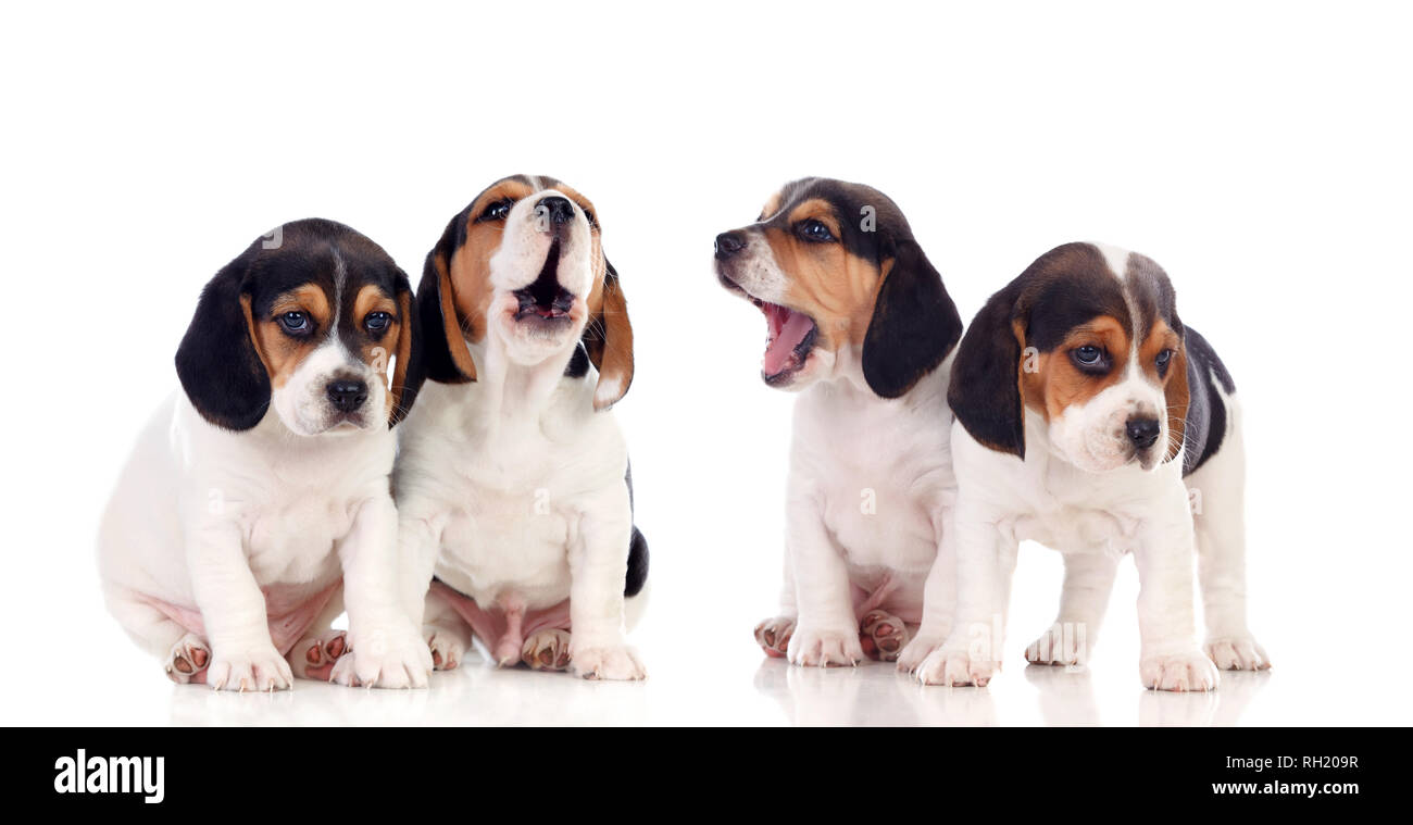 Many beagle puppies isolated on a white background Stock Photo - Alamy