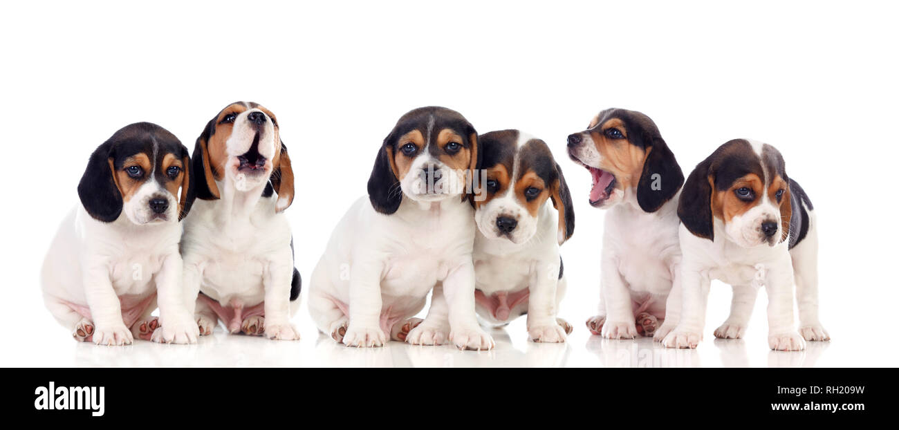 Many beagle puppies isolated on a white background Stock Photo - Alamy