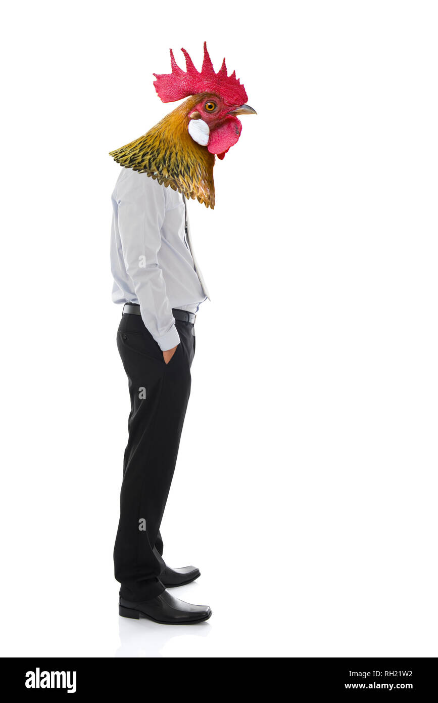 Business man with chicken head, isolated on white background Stock ...