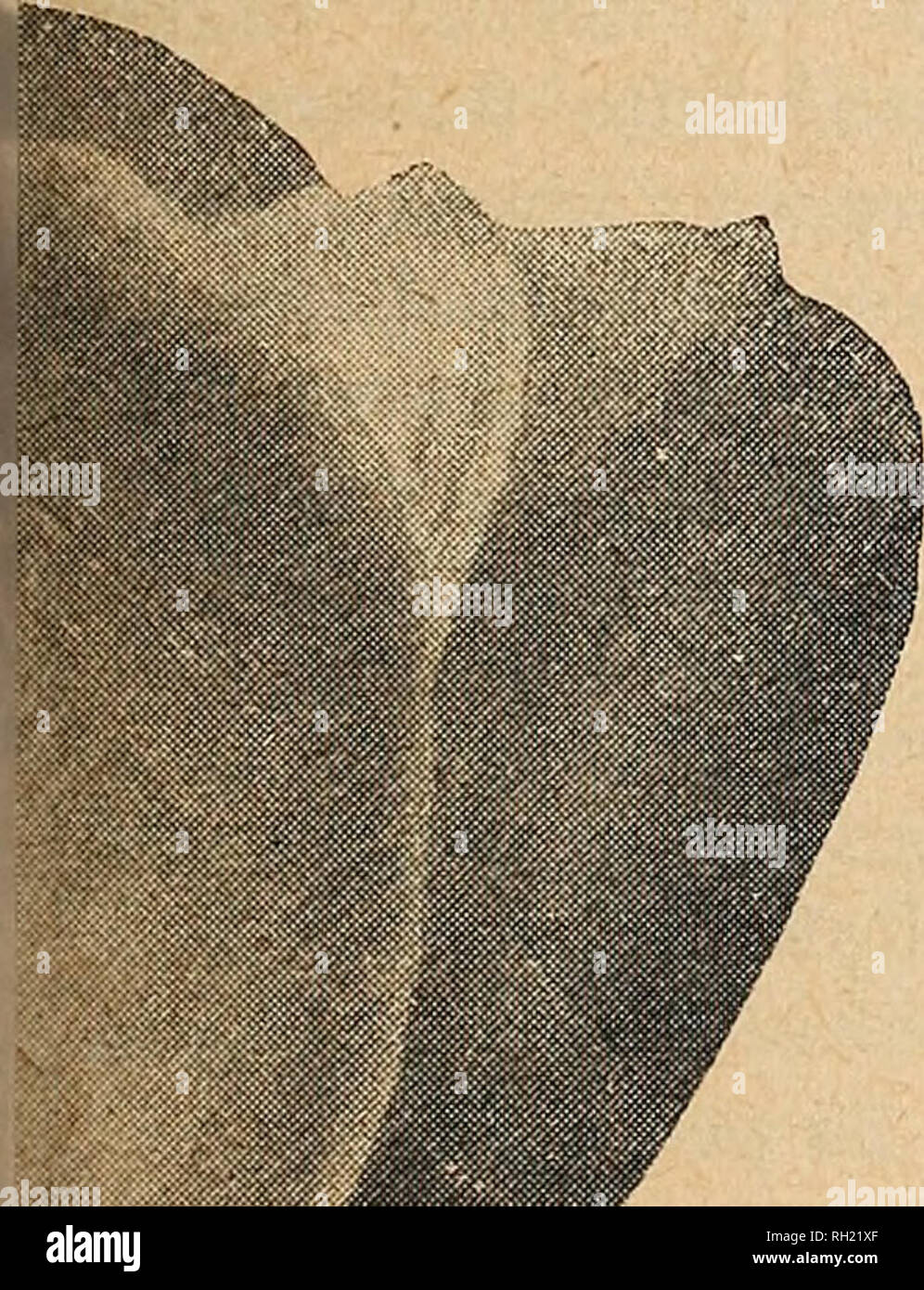 Elizabeth darwin hi-res stock photography and images - Alamy