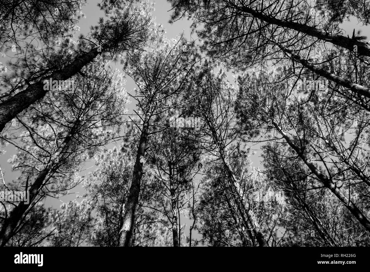Tree crown texture Black and White Stock Photos & Images - Alamy