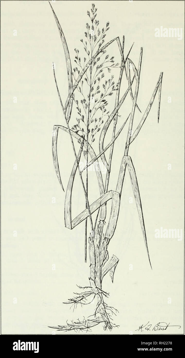 . Budd's flora of the Canadian Prairie Provinces. Botany; Botanique ...
