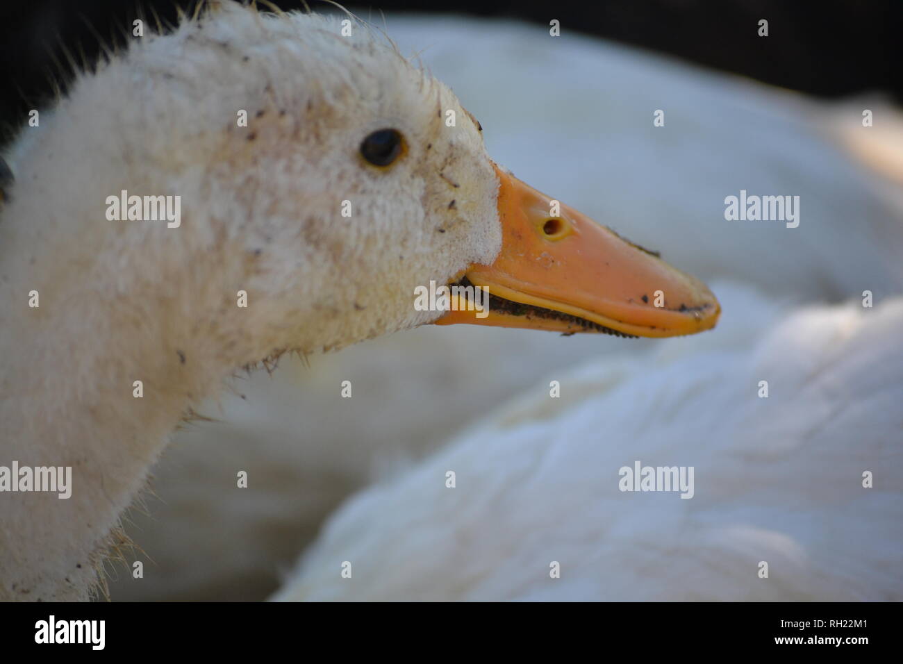 Close up white duck head hi-res stock photography and images - Alamy