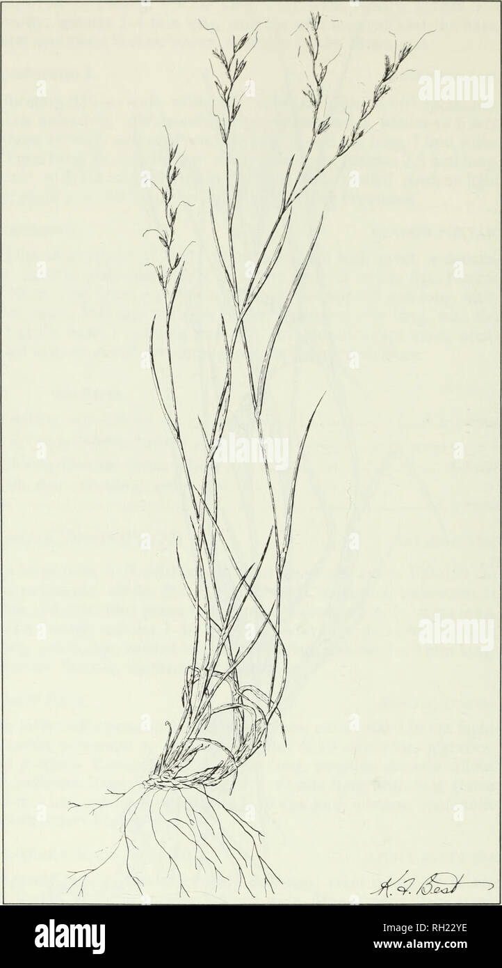 Little bluestem hi-res stock photography and images - Alamy