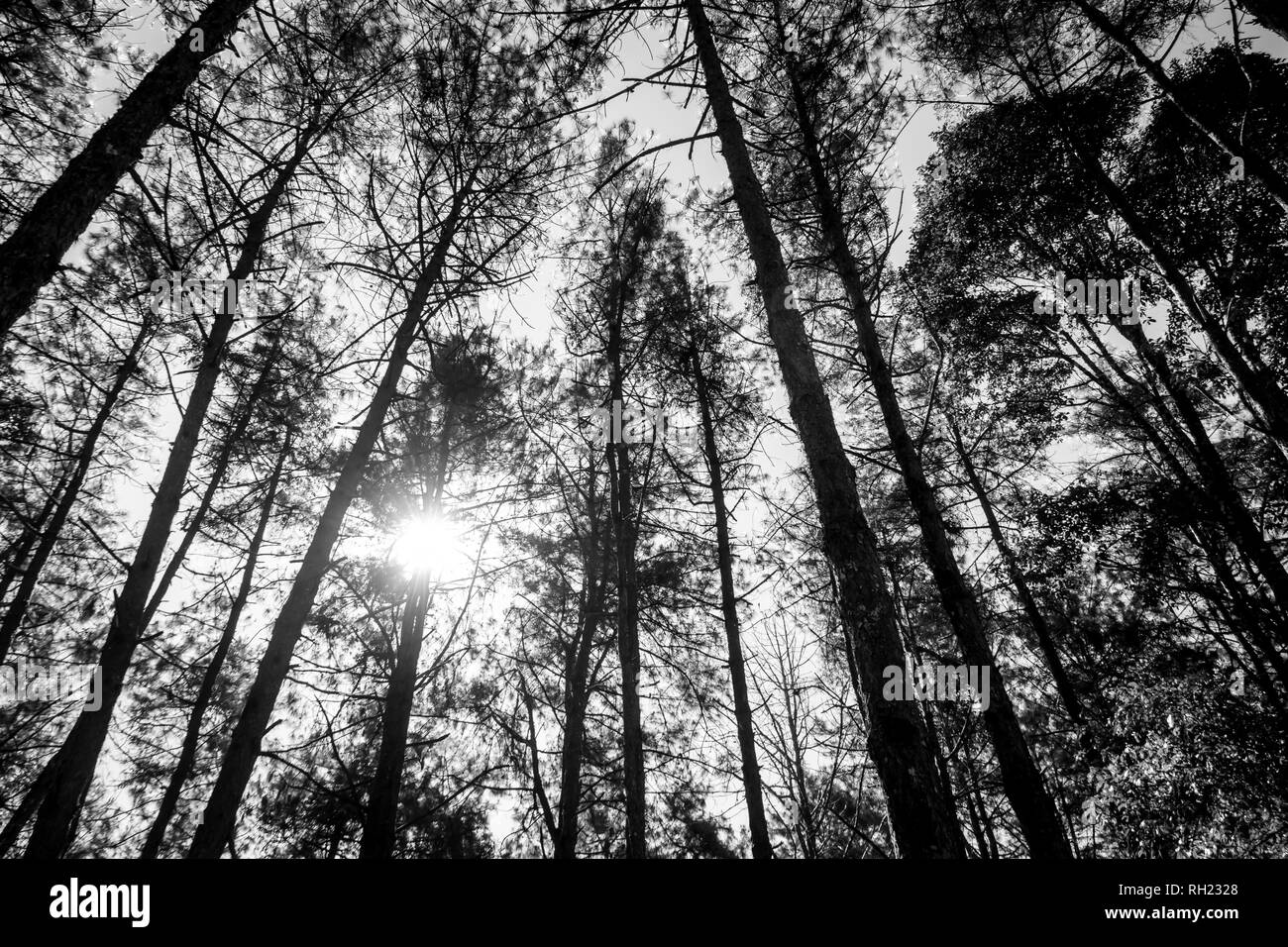 High white trees without leaves hi-res stock photography and images - Alamy