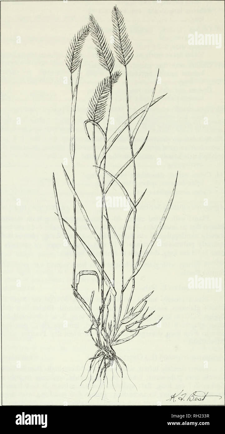 Western Wheatgrass Drawings