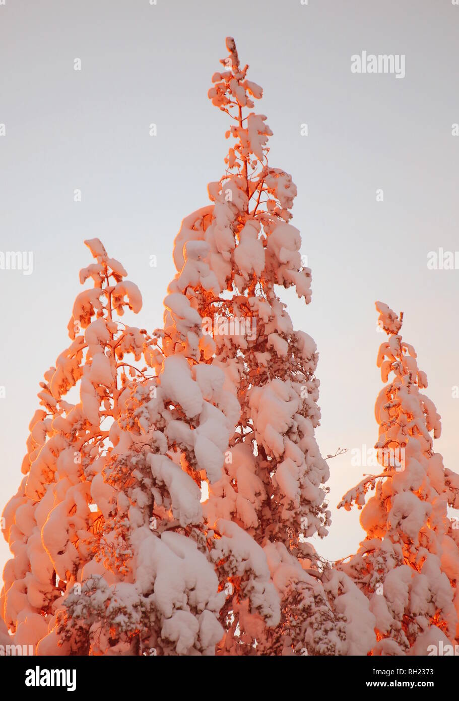 Vertical shot unusual trees hi-res stock photography and images - Alamy
