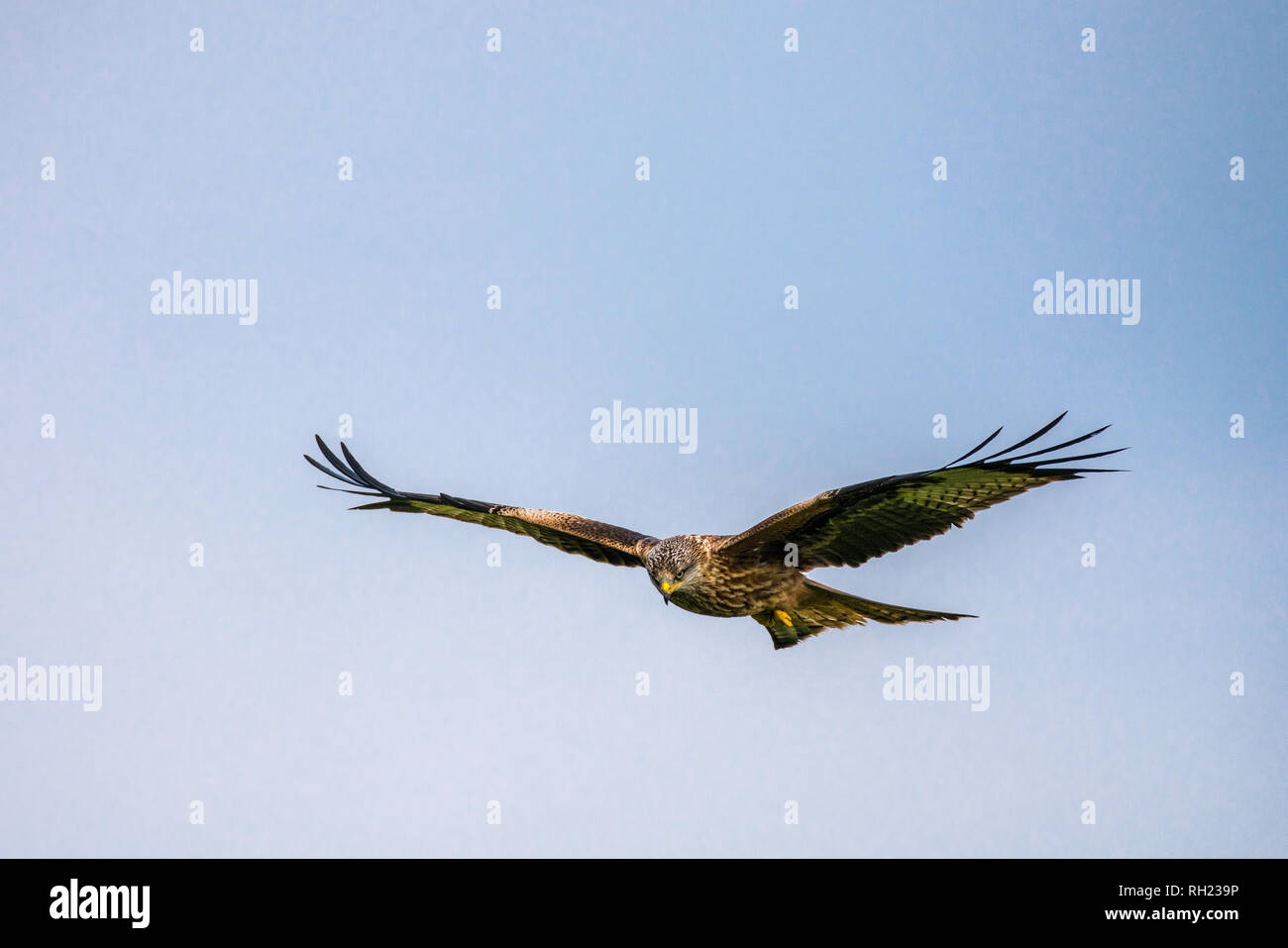 Red kite feather up close hi-res stock photography and images - Alamy