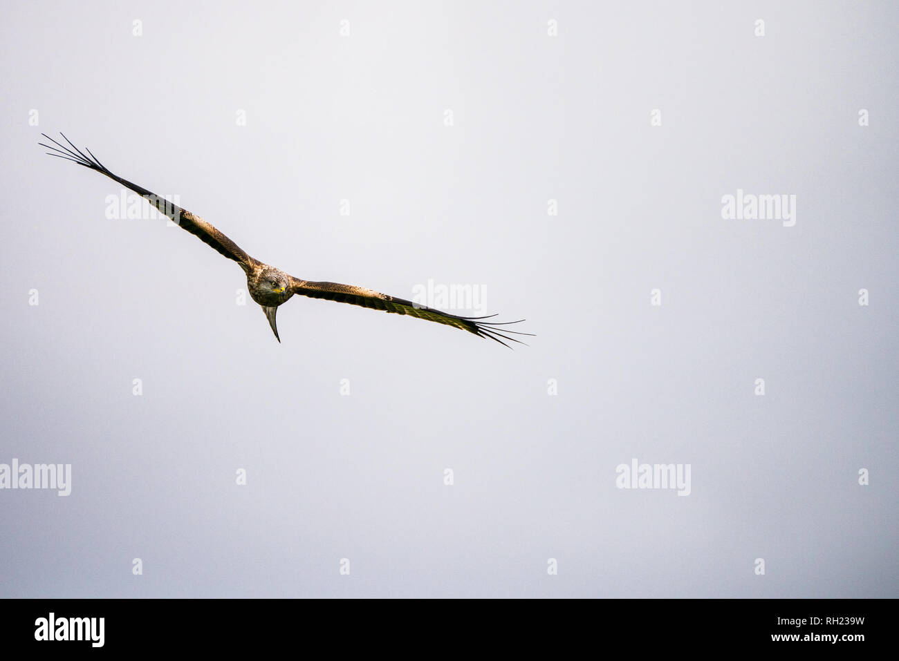 Red kite feather up close hi-res stock photography and images - Alamy