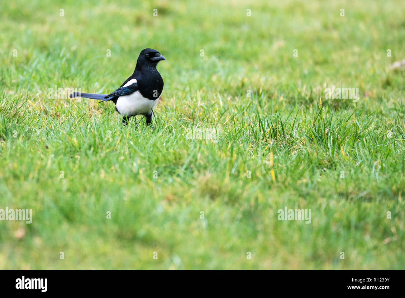 Eurasian magpie intelligence hi-res stock photography and images - Alamy