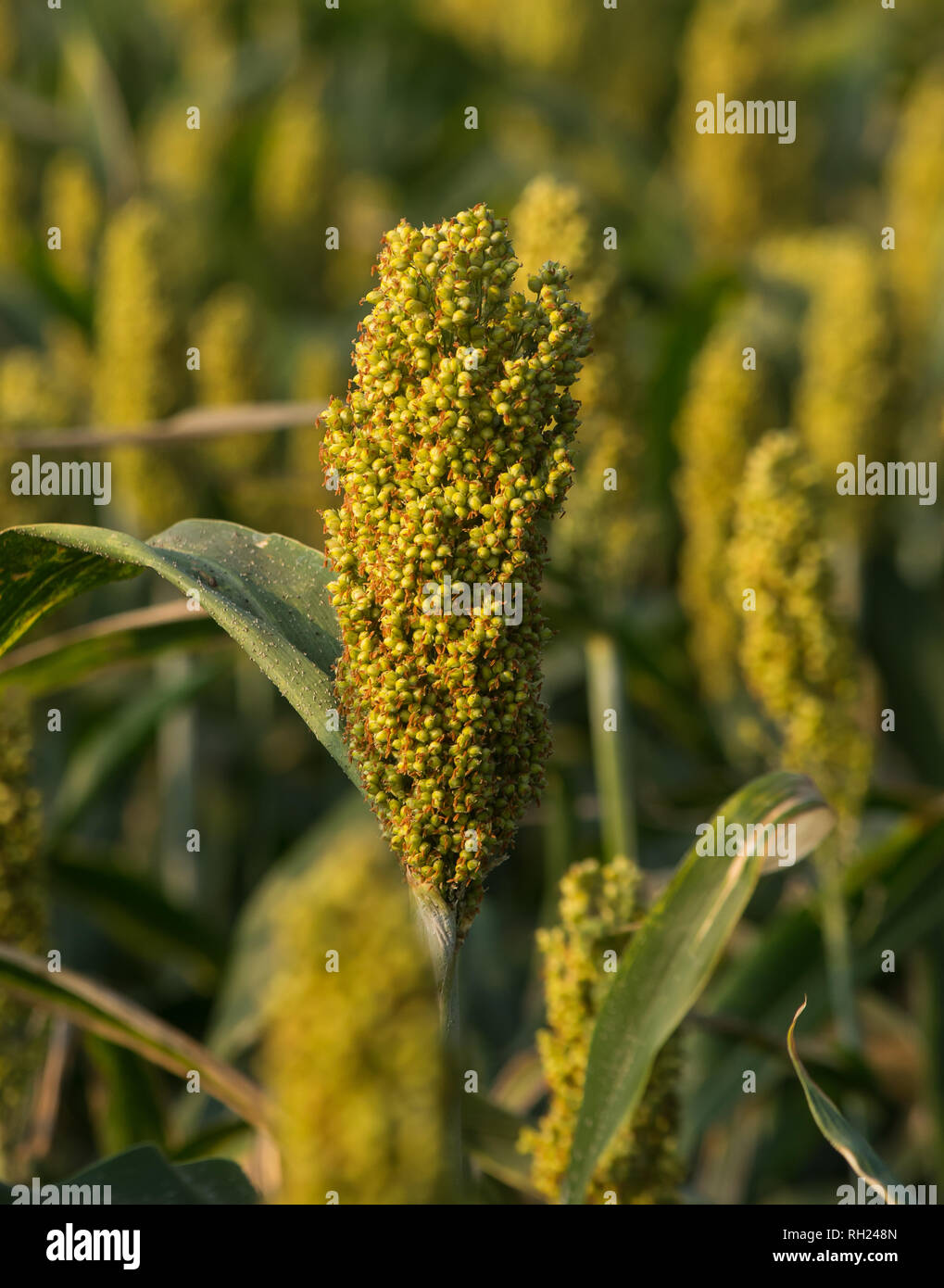 Foxtail millet crop india hi-res stock photography and images - Alamy