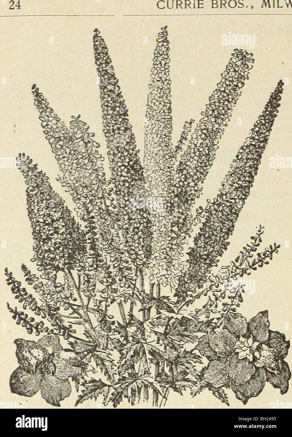 . Bulbs and plants : autumn 1903. Bulbs (Plants) Catalogs; House plants ...