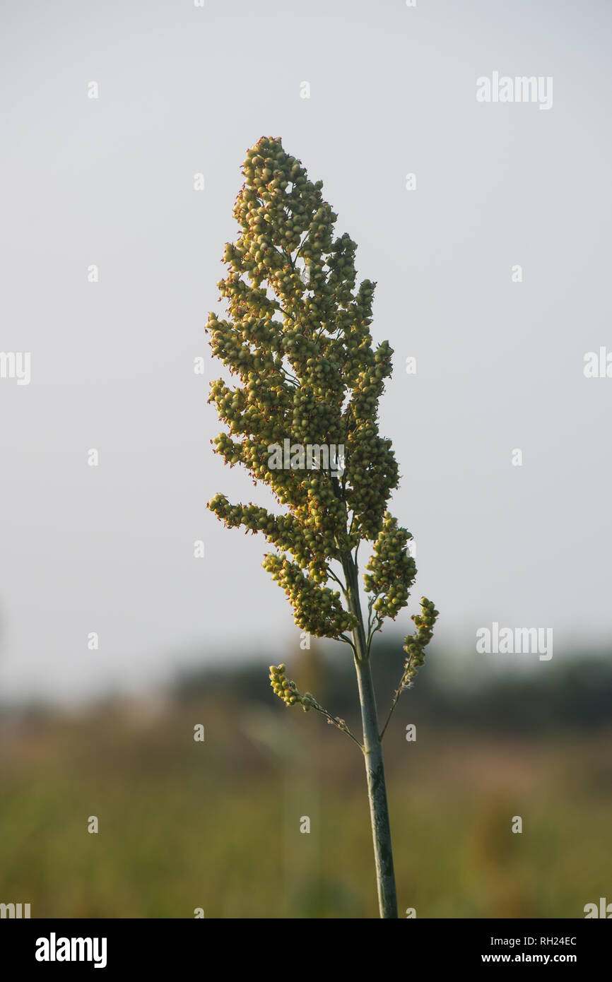 Agricultural Field, Millet Crop Stock Photo - Alamy