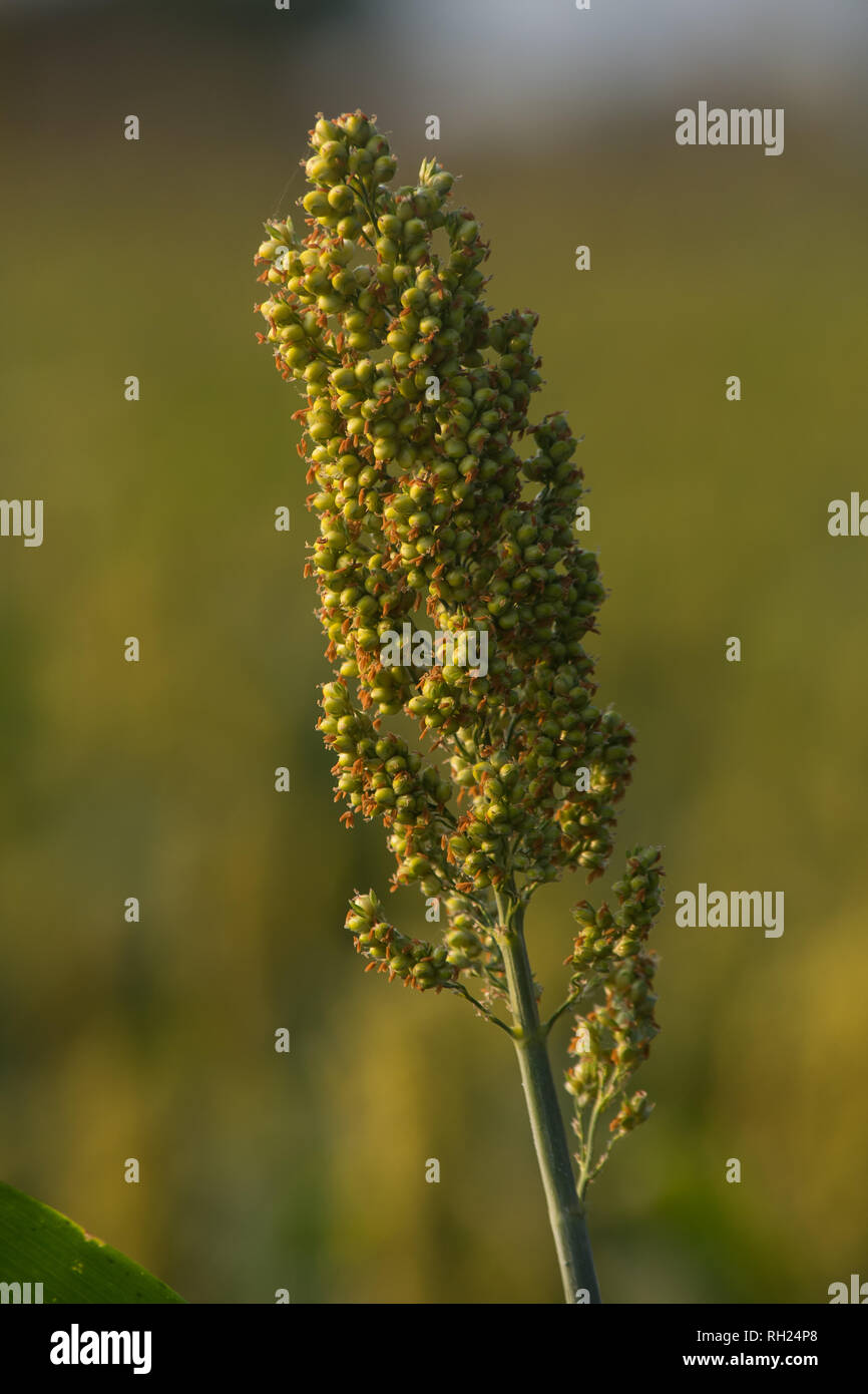 Agricultural Field, Millet Crop Stock Photo - Alamy