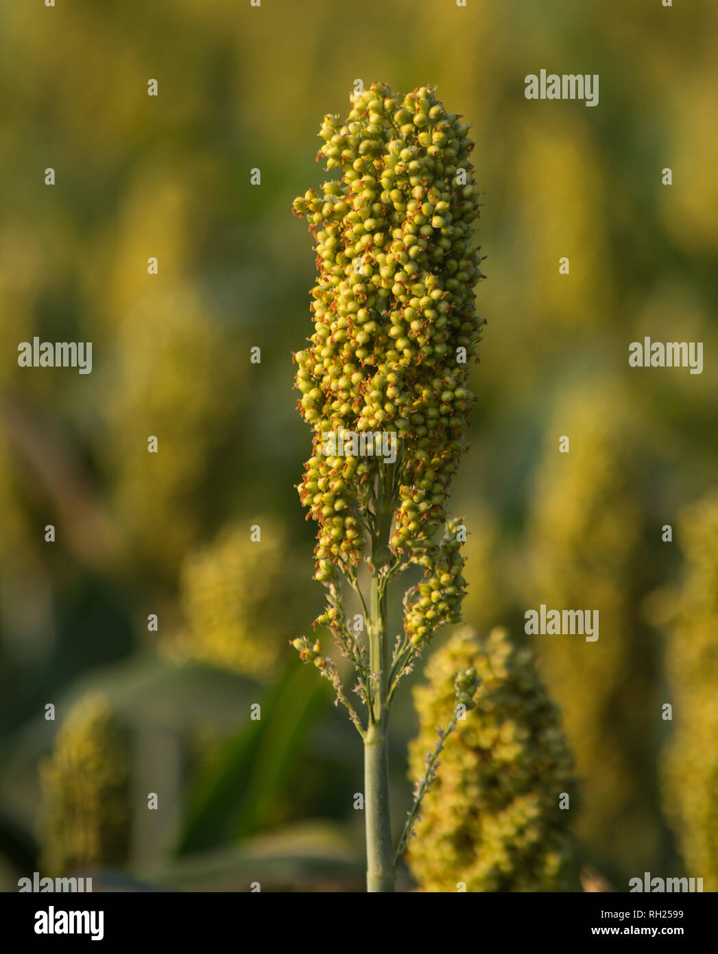 Foxtail millet crop india hi-res stock photography and images - Alamy