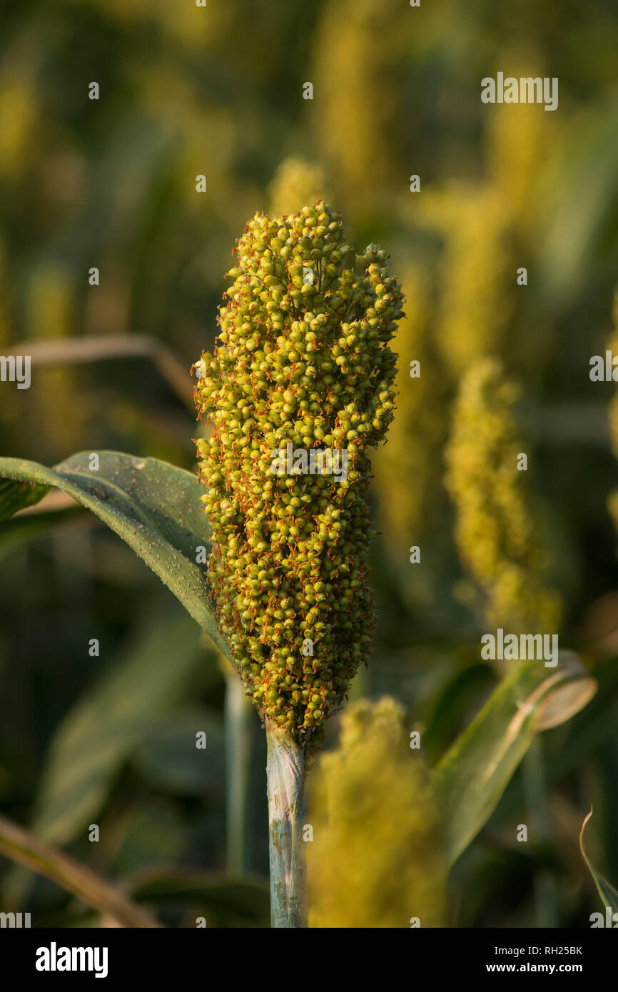 Agricultural Field, Millet Crop Stock Photo - Alamy
