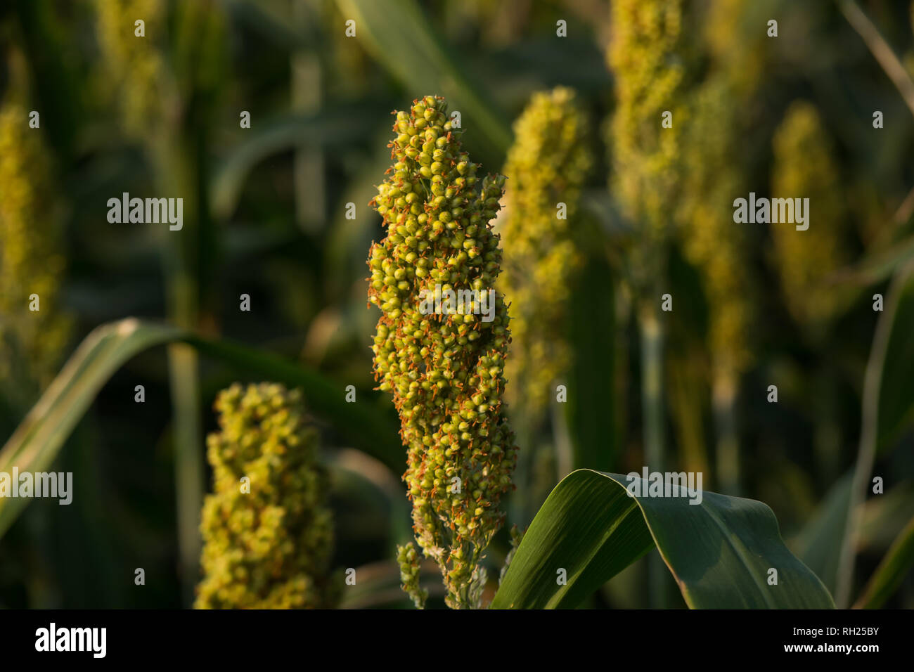Foxtail millet crop india hi-res stock photography and images - Alamy