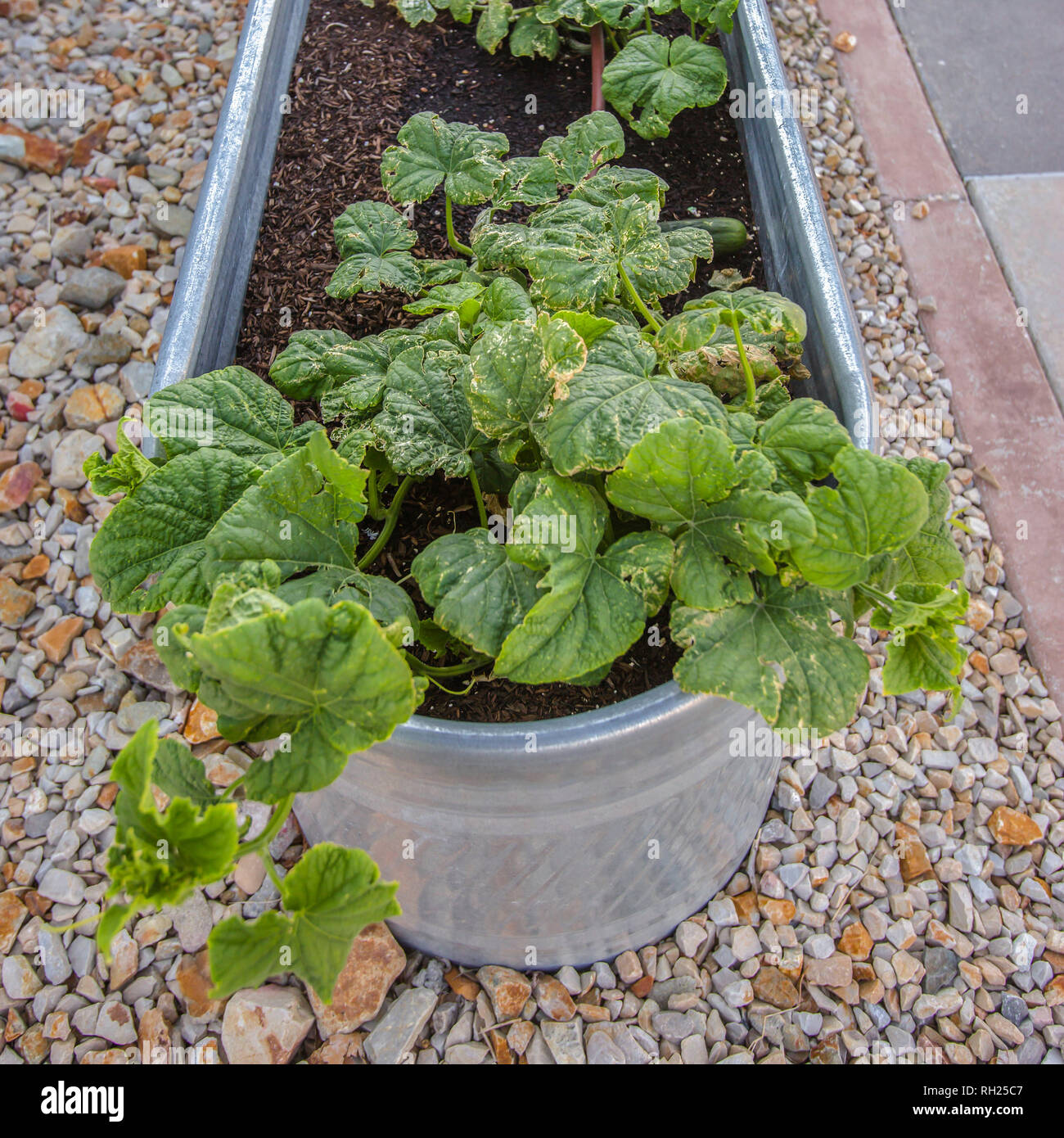 Plants on a rectangular pot with round sides Stock Photo - Alamy