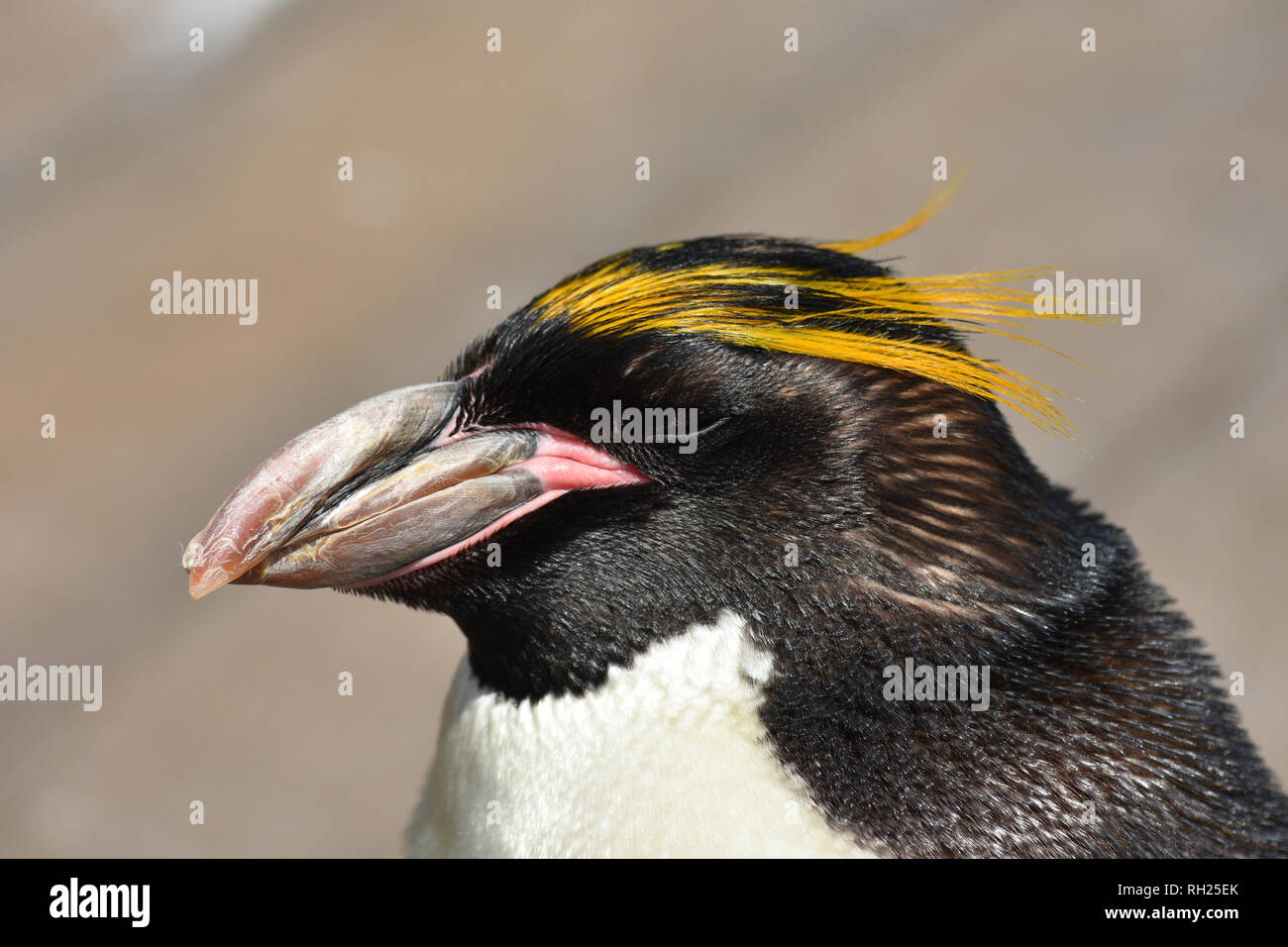 Macaroni Penguin at Torquay Zoo and Aquarium, Torquay, Devon, English ...