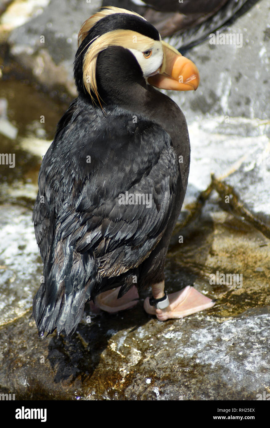 Tufted Puffin at Torquay Zoo and Aquarium, Torquay, Devon, English ...