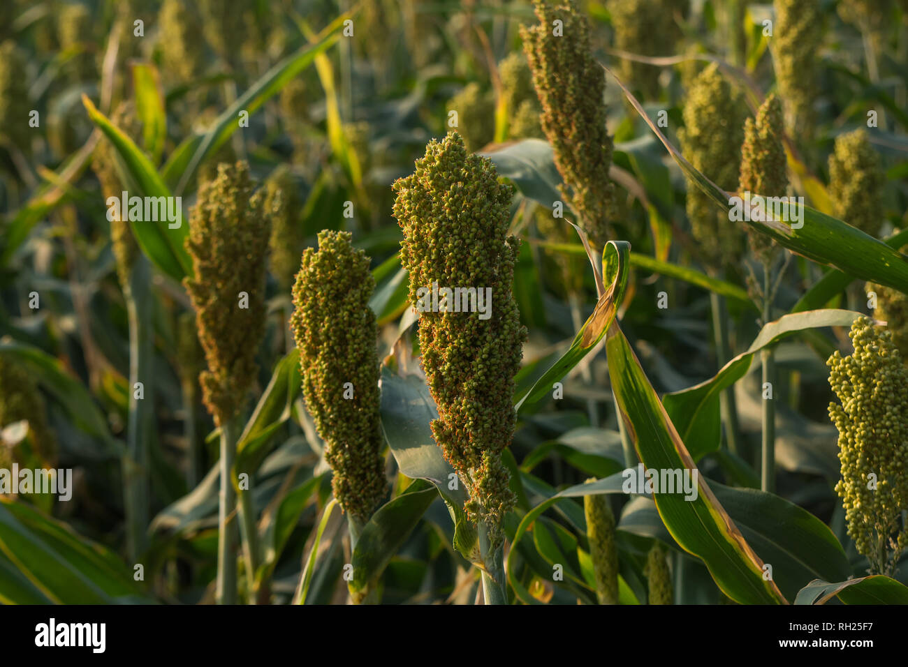 Agricultural Field, Millet Crop Stock Photo - Alamy
