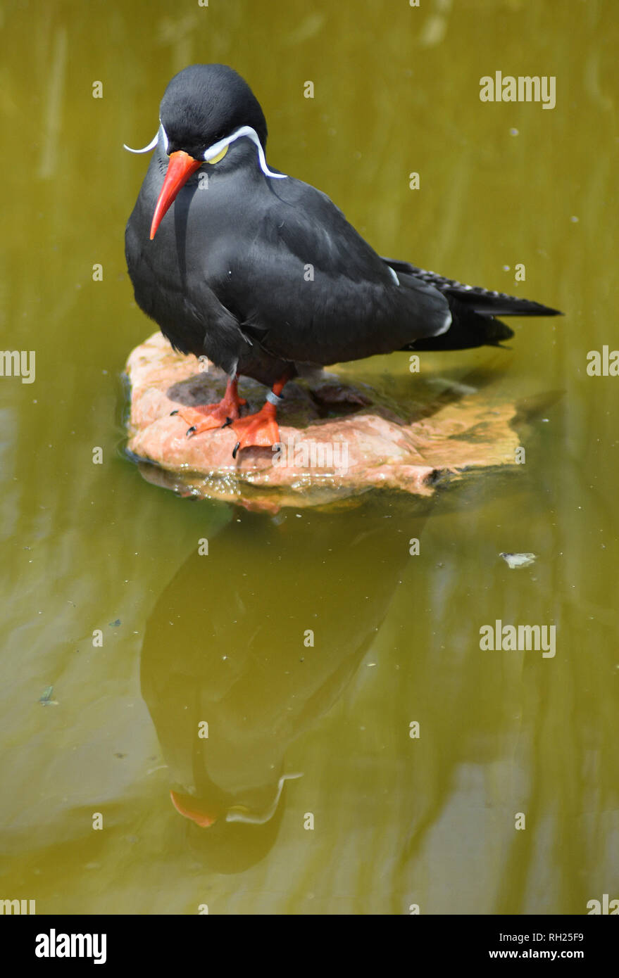 Inca Tern standing on rock at Torquay Zoo and Aquarium, Torquay, Devon ...