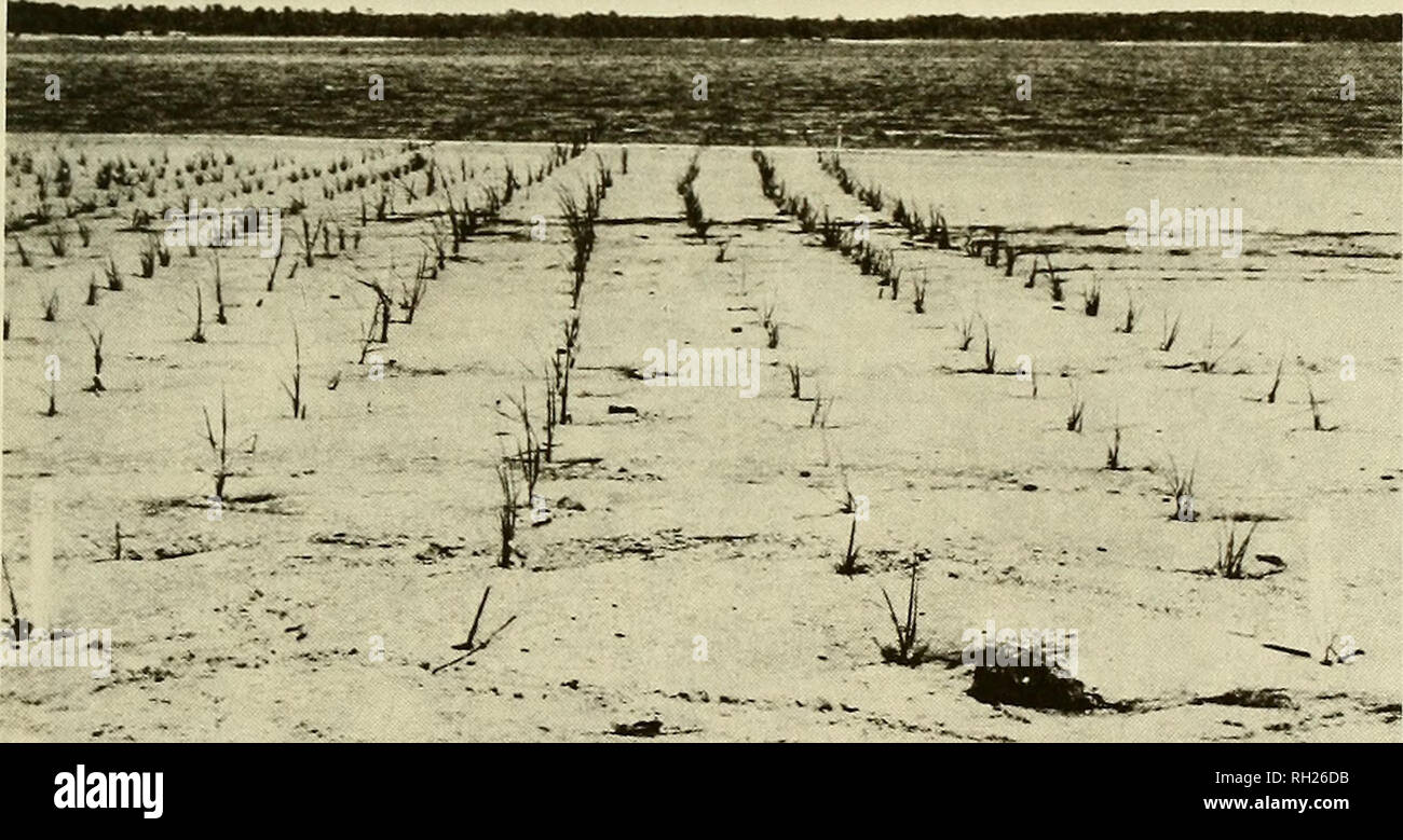 Salt pruning hi-res stock photography and images - Alamy