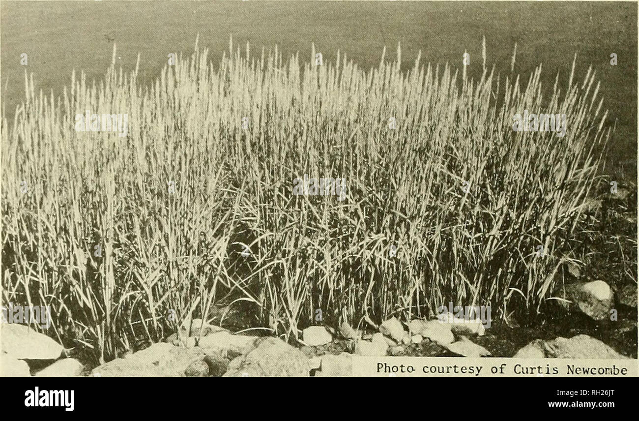 Salt excreting glands hi-res stock photography and images - Alamy