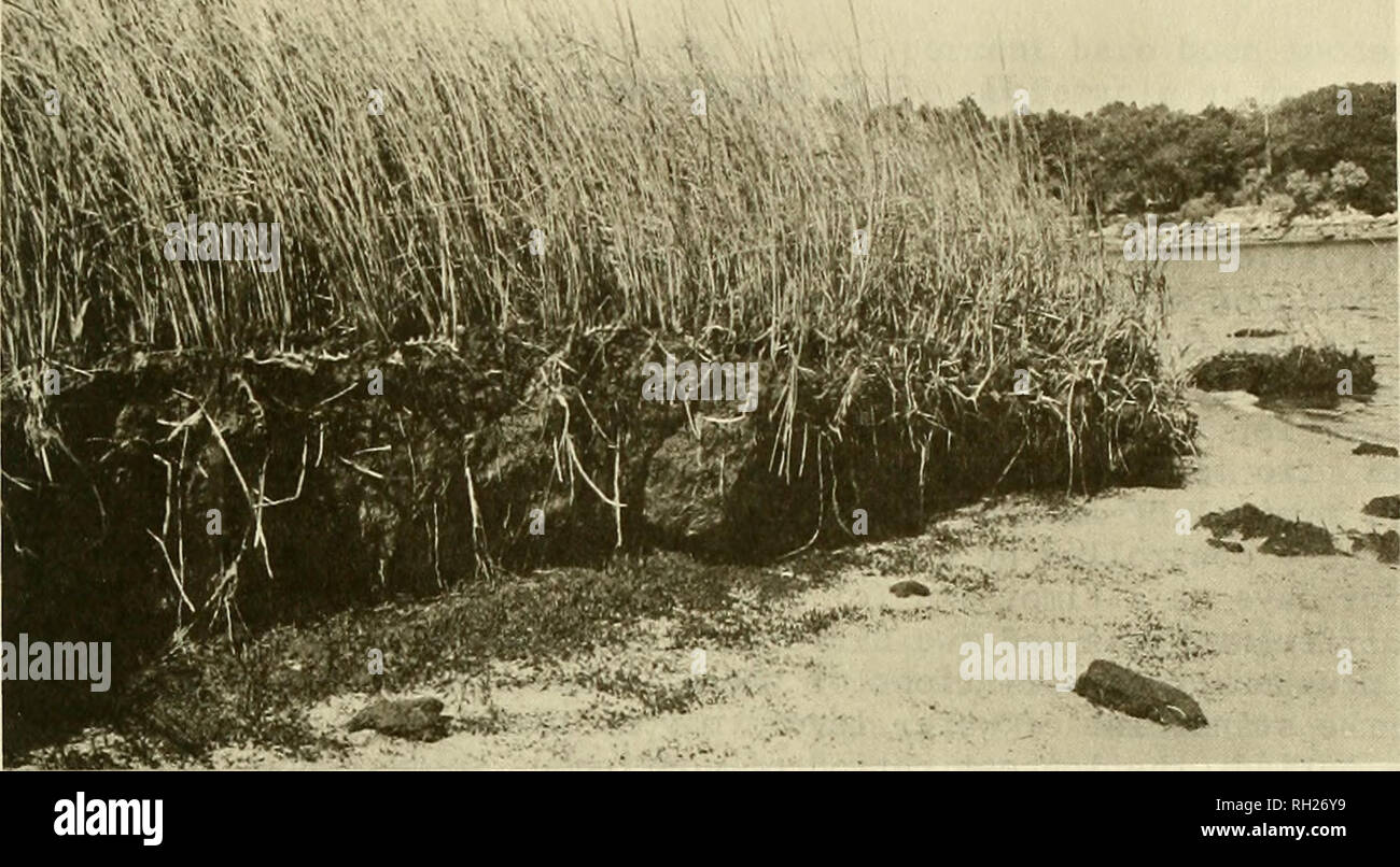 . Building salt marshes along the coasts of the continental United ...