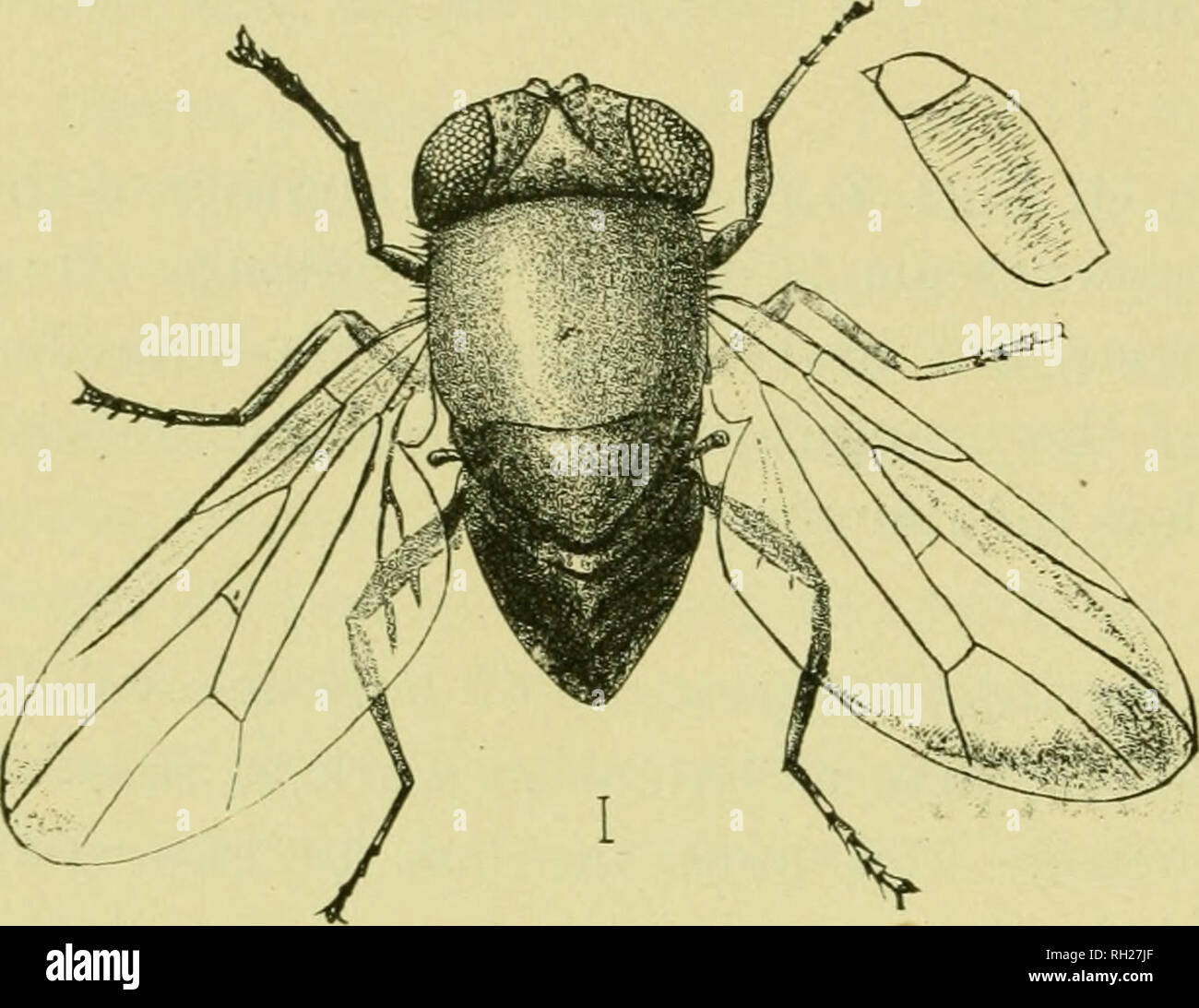 Natures pests hi-res stock photography and images - Alamy