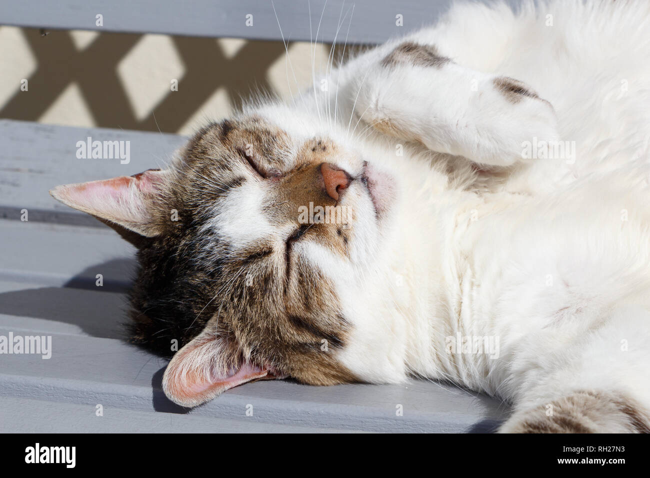 Lying down tabby cat sleeping on a bench in a garden Stock Photo - Alamy