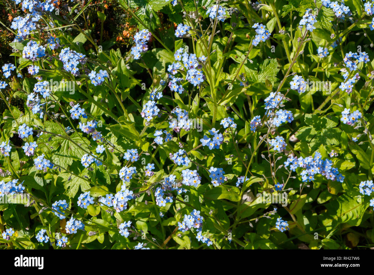 Blue forget-me-not flowers in a garden during spring Stock Photo - Alamy