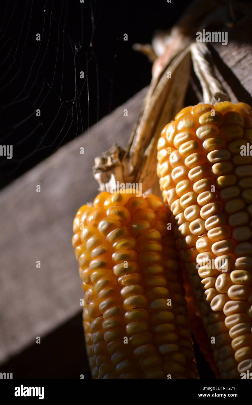 Corn and Spider Web low light Stock Photo - Alamy